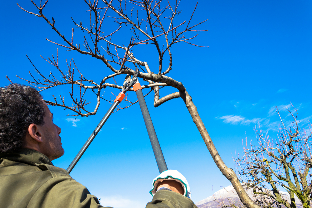 #1 Tree Service Pacifica Ca - Tree Removal- (650) 547-7960