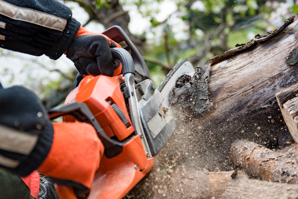 #1 Tree Service Pacifica Ca - Tree Removal- (650) 547-7960