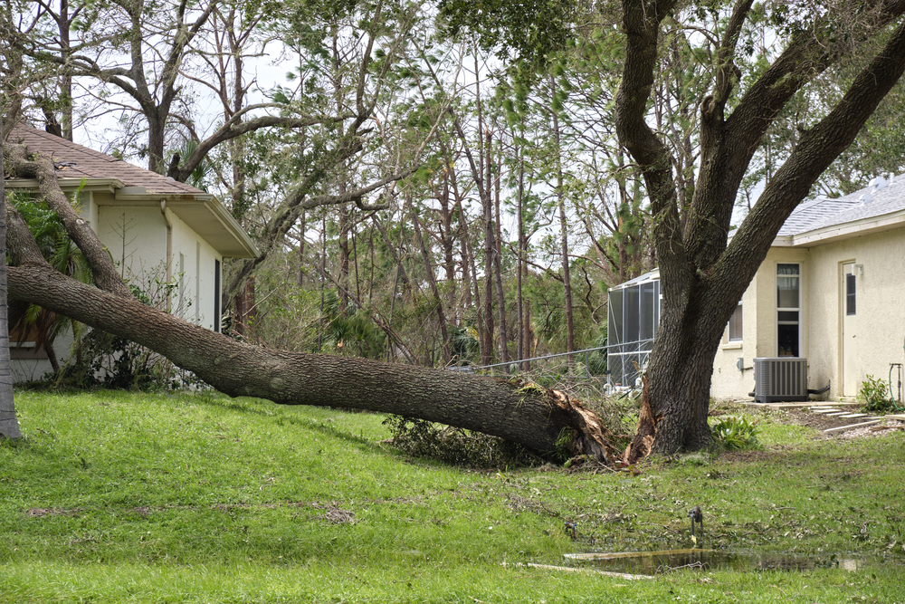 #1 Tree Service Pacifica Ca - Tree Removal- (650) 547-7960