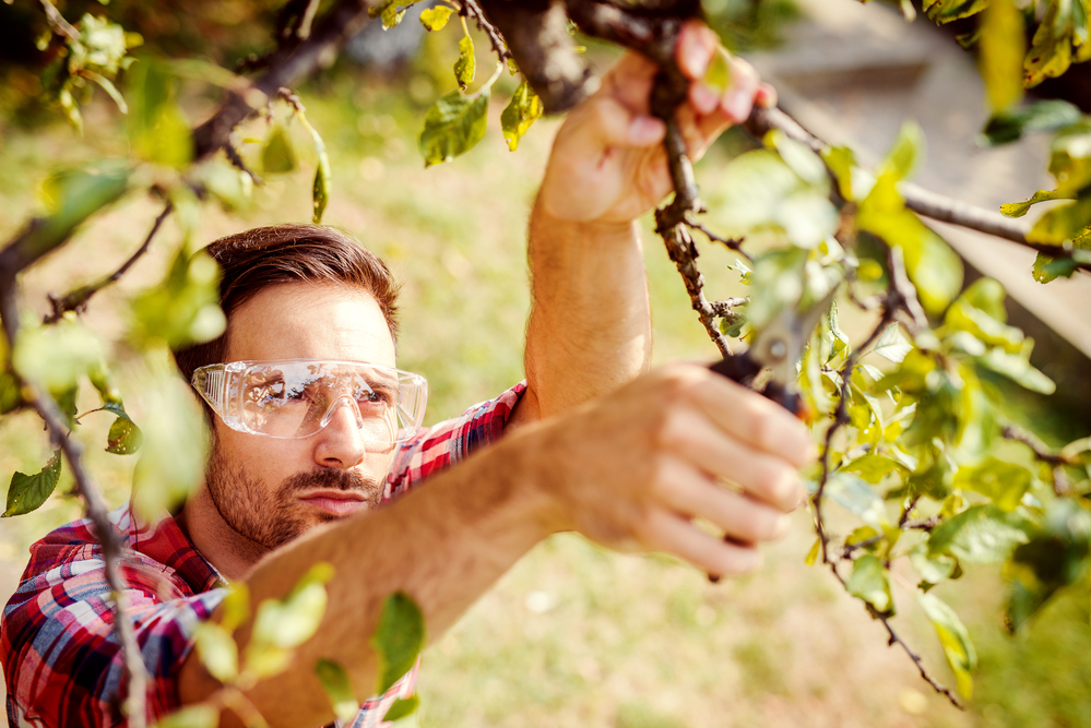 #1 Tree Service Pacifica Ca - Tree Removal- (650) 547-7960